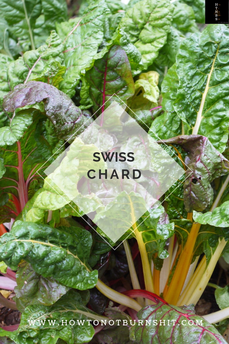 Getting To Know Swiss Chard
